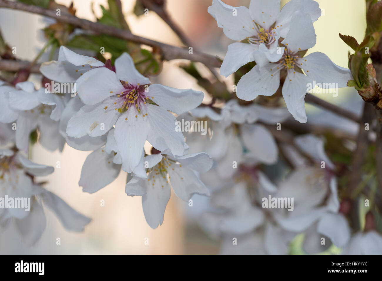 Iford cherry hi-res stock photography and images - Alamy