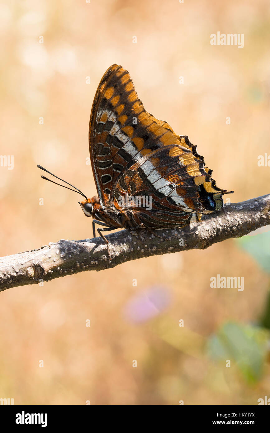 Two tailed pasha butterfly hi-res stock photography and images - Alamy