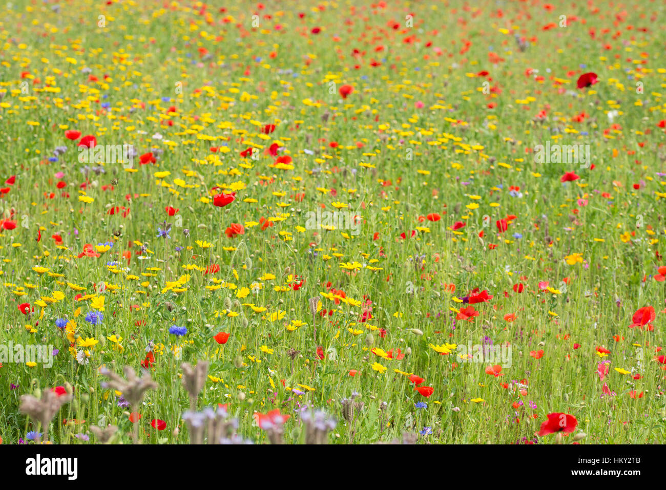 Summer wildflower meadow in bloom in summer Stock Photo - Alamy