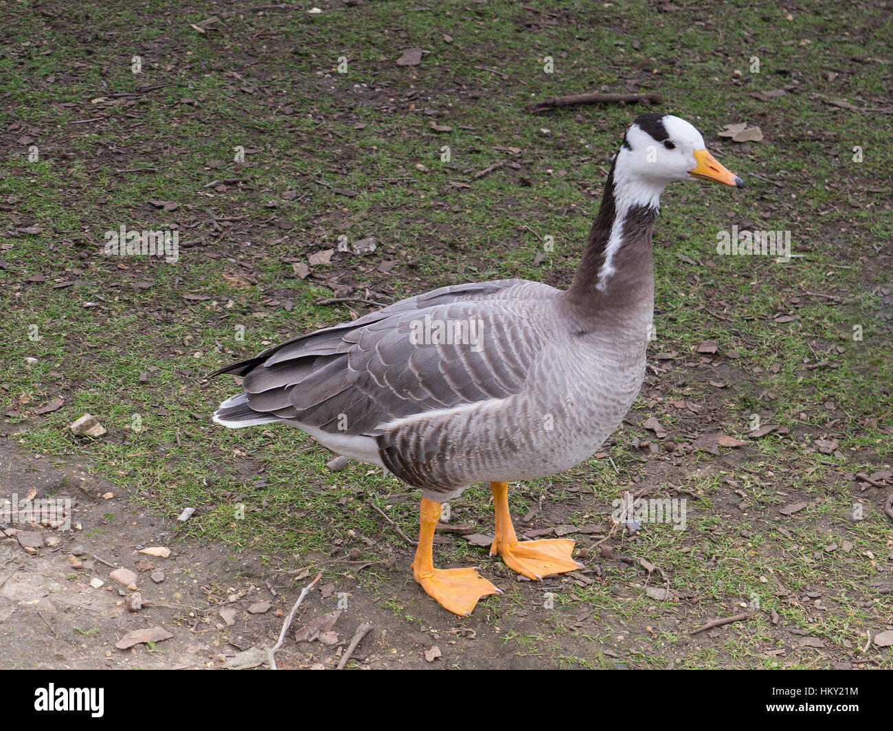 The bar headed goose hi-res stock photography and images - Alamy