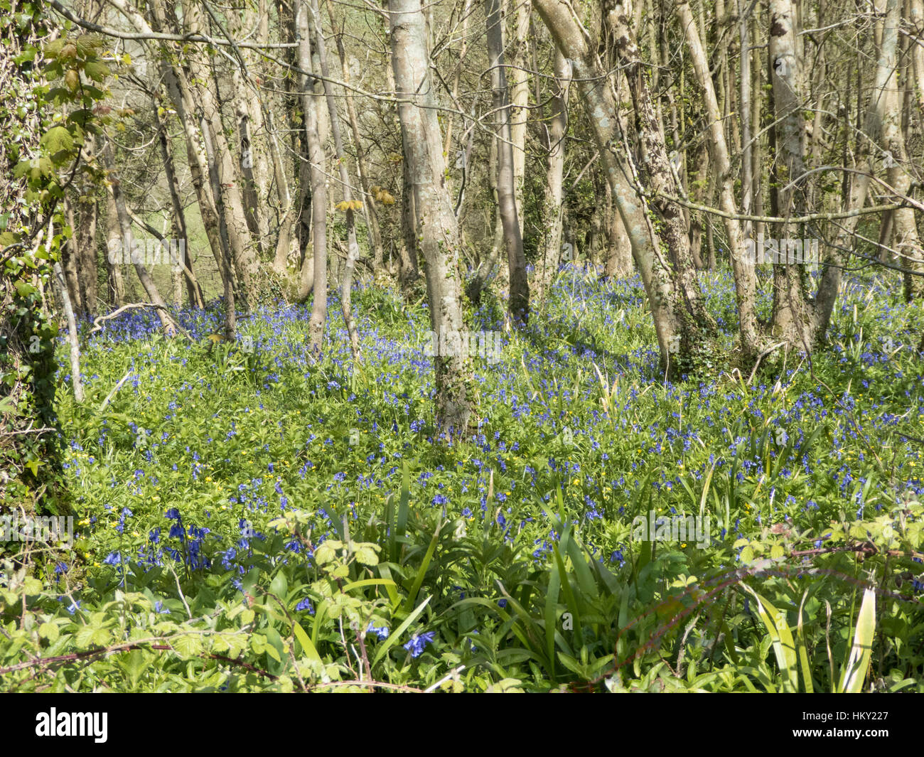 English bluebell wood hi-res stock photography and images - Alamy
