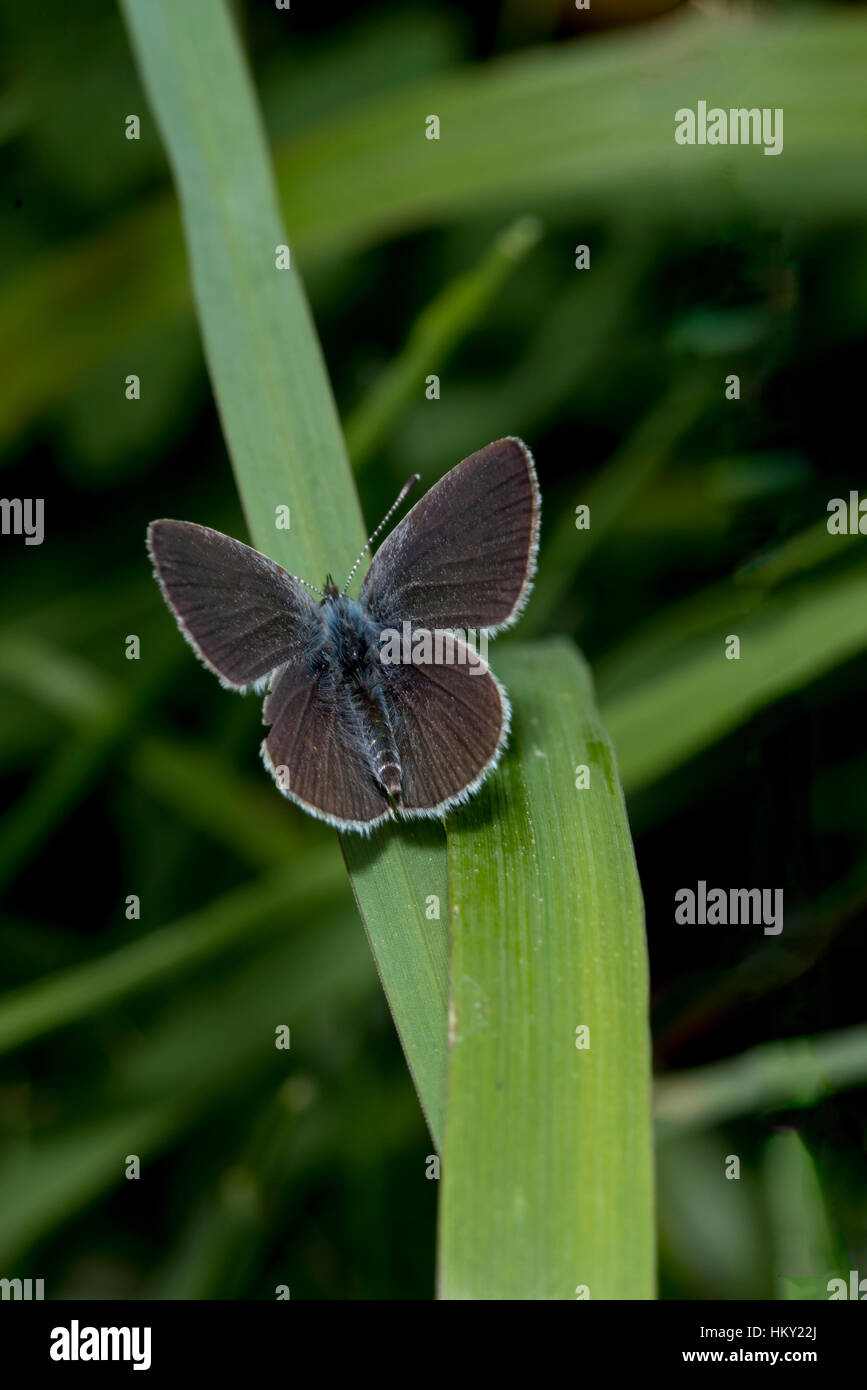 Tiny Small Blue butterfly, Cupido minimus, basking on a blade of grass ...