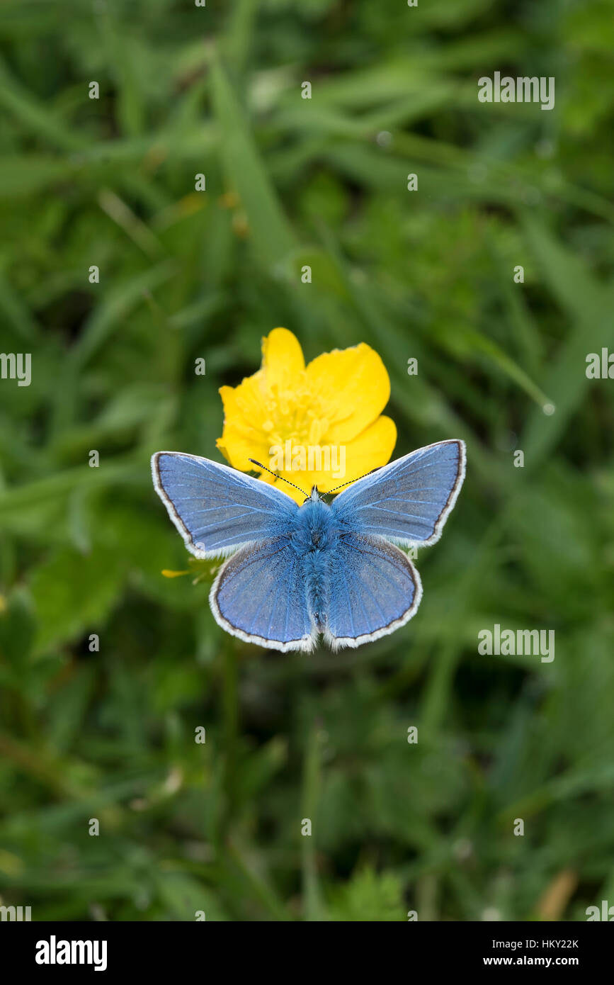 Male Common Blue butterfly, Polyommatus icarus, nectaring on a ...