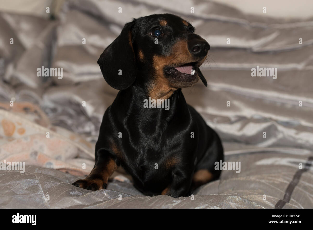 Black tan miniature dachshund puppy hi-res stock photography and images ...