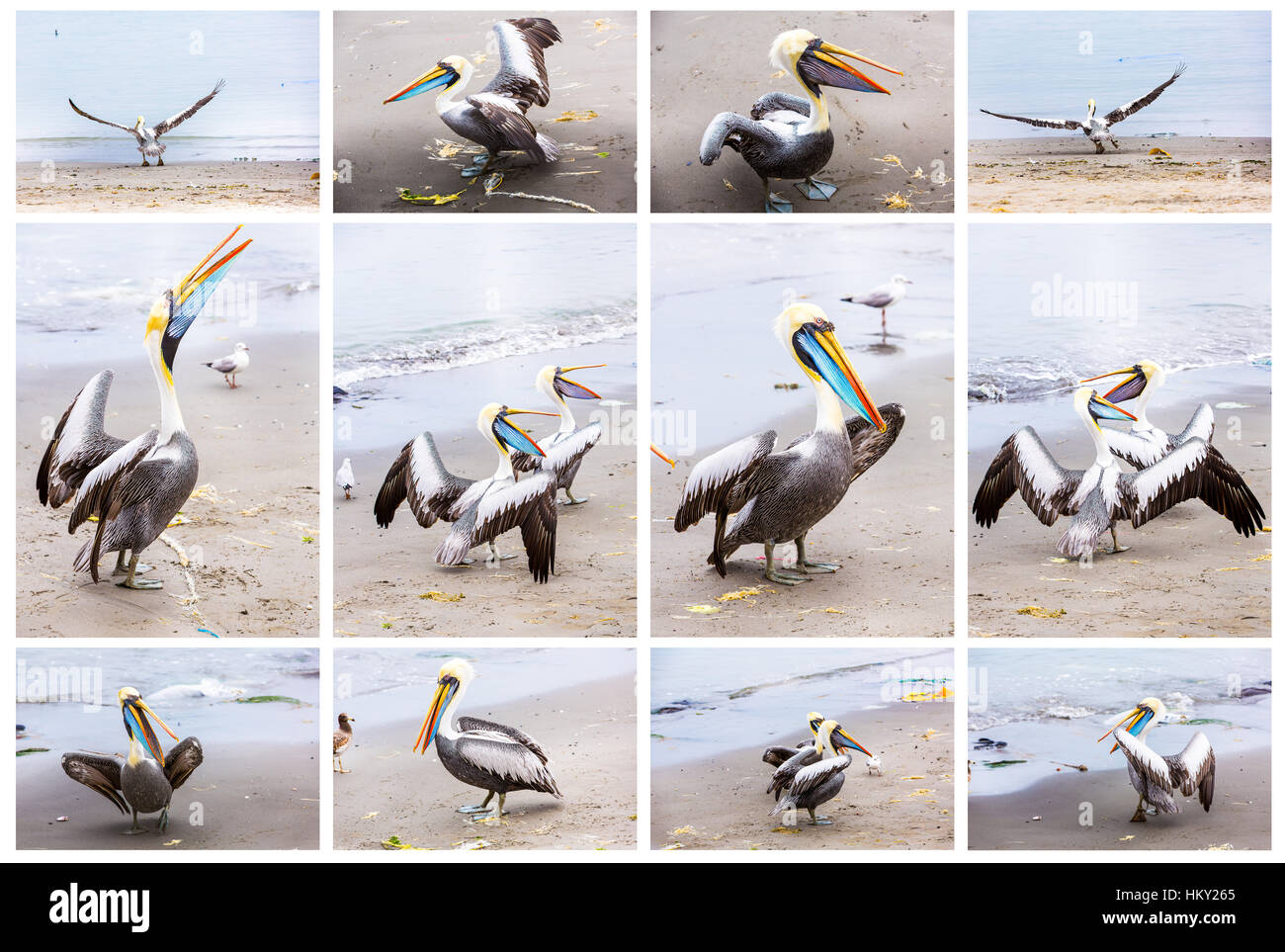 Flora and fauna collage hi-res stock photography and images - Alamy