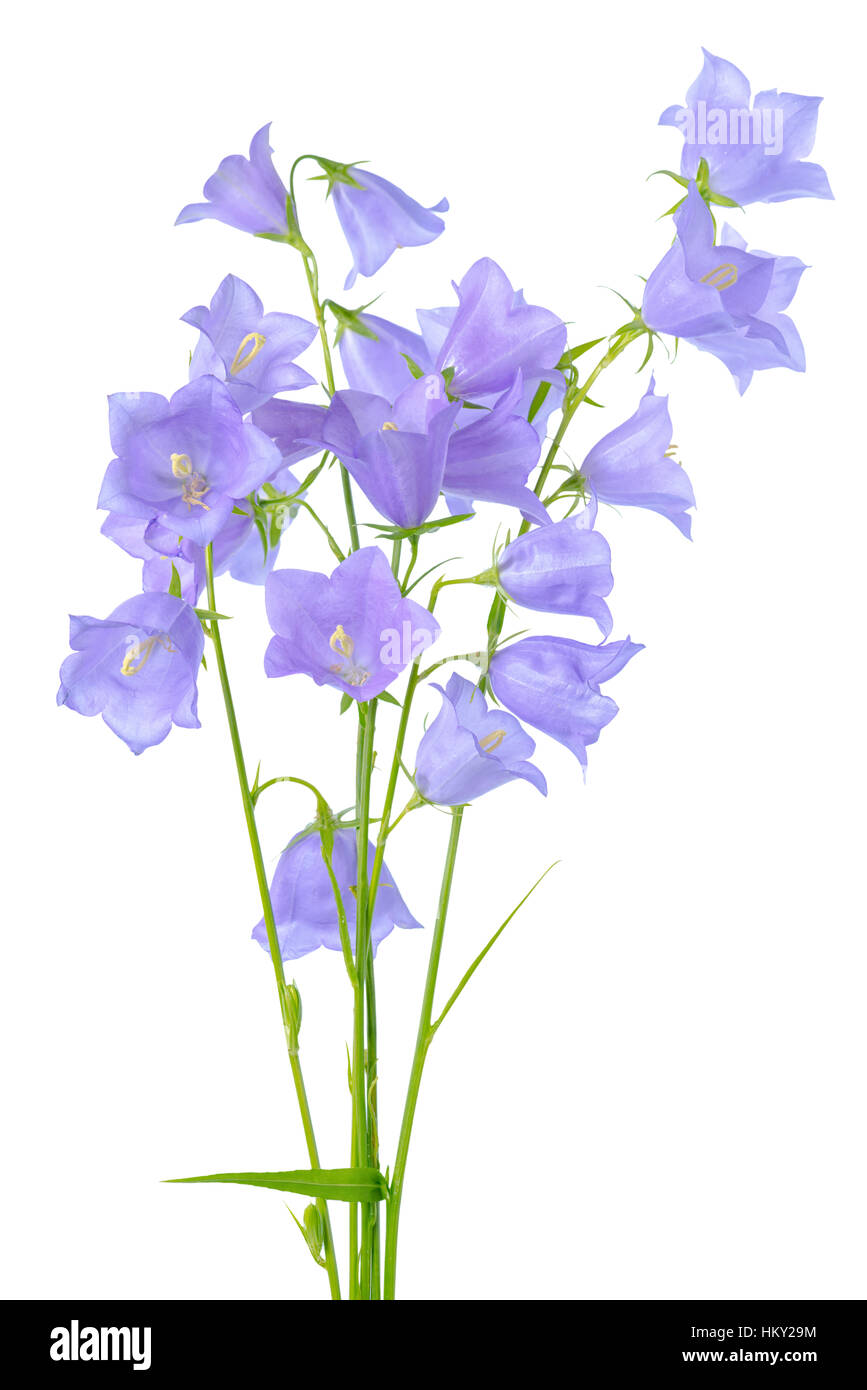 beautiful blooming bouquet of bluebell flowers isolated on white ...