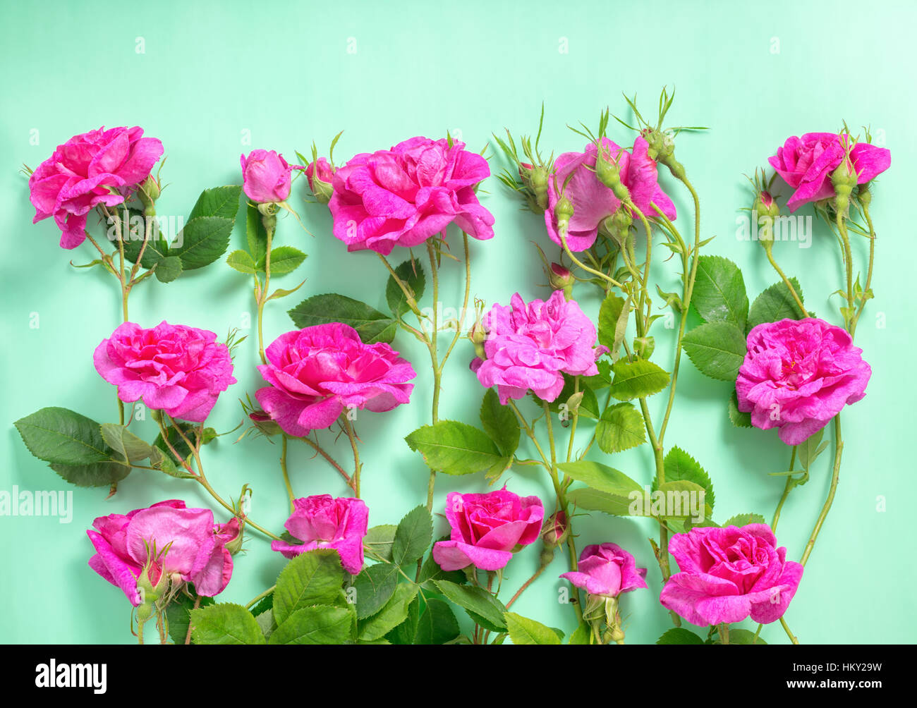 beautiful romantic pink rose flowers with buds and leaves on green ...