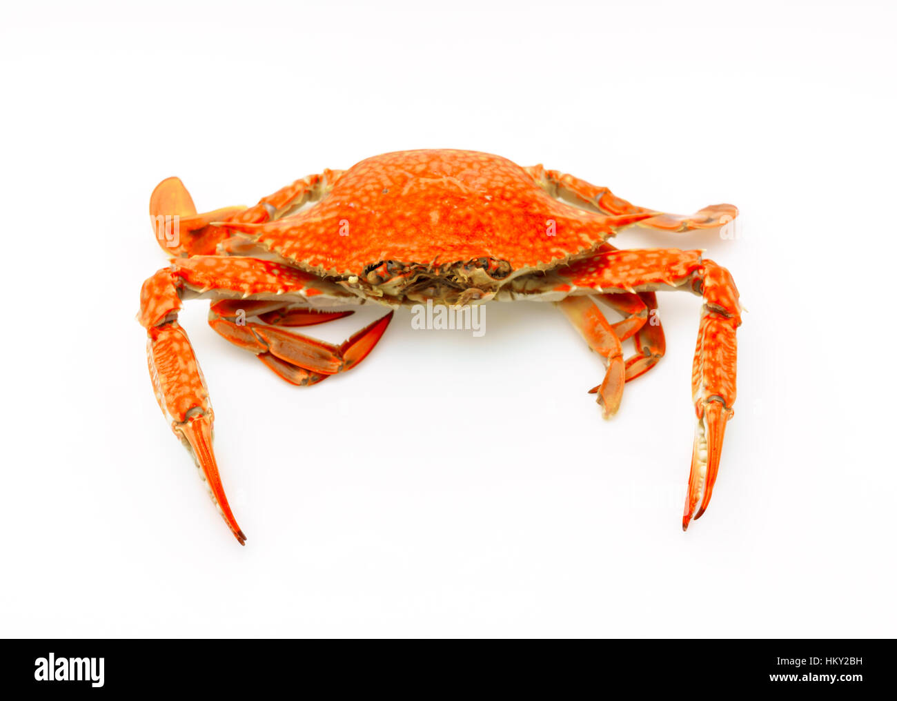 Steamed crabs on white background Stock Photo - Alamy