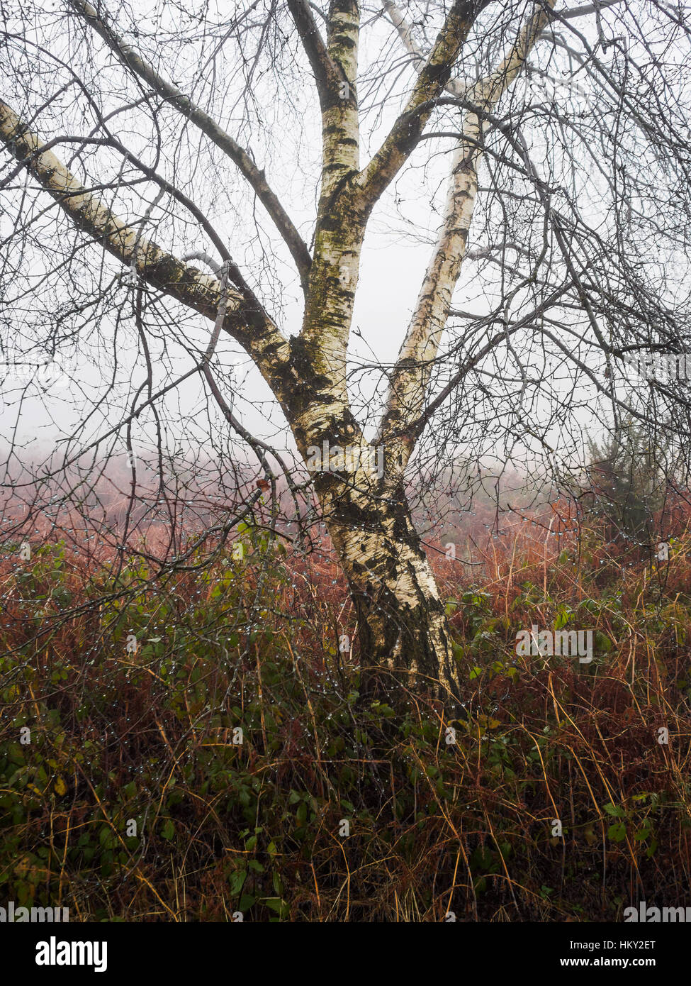 Silver birch betula pendula in the mist hi-res stock photography and ...