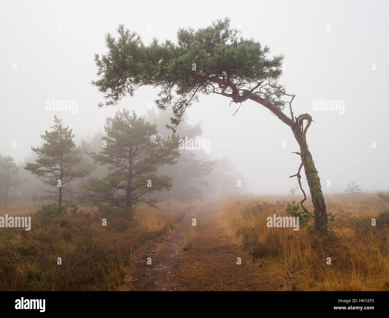 Colour photograph of trees in thick mist on moorland, UK Stock Photo ...