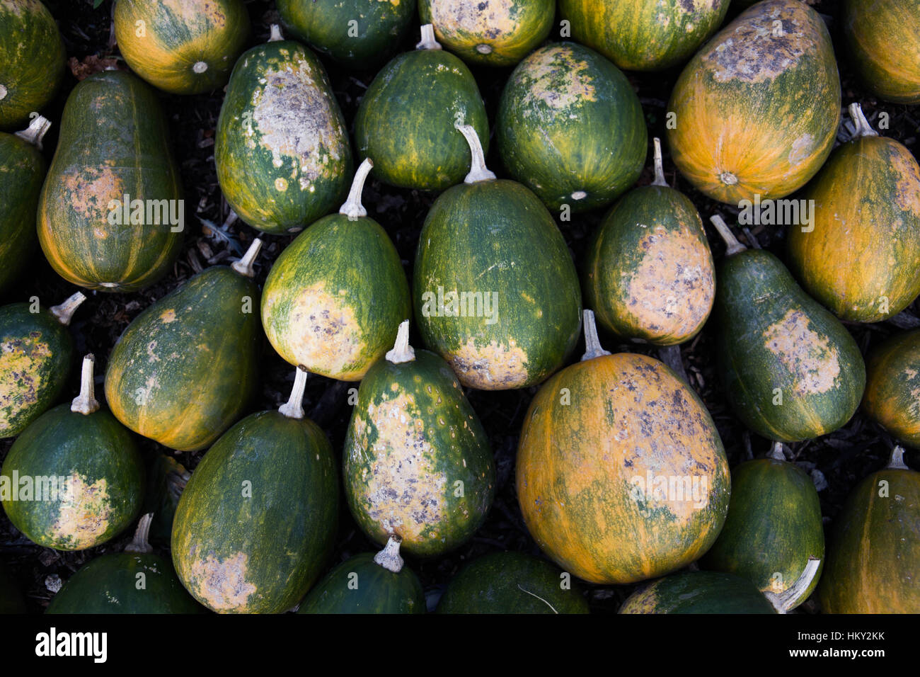 Green gourds hi-res stock photography and images - Alamy