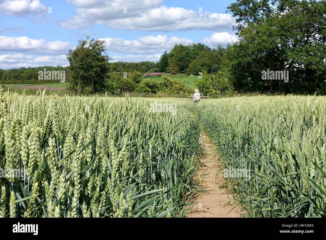 Woman walking through wheat hi-res stock photography and images - Alamy