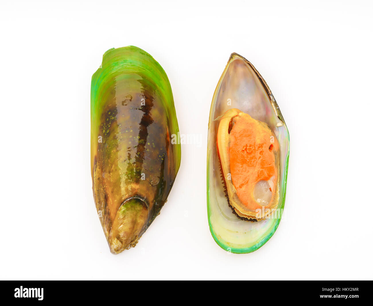 Fresh mussel on white background Stock Photo - Alamy