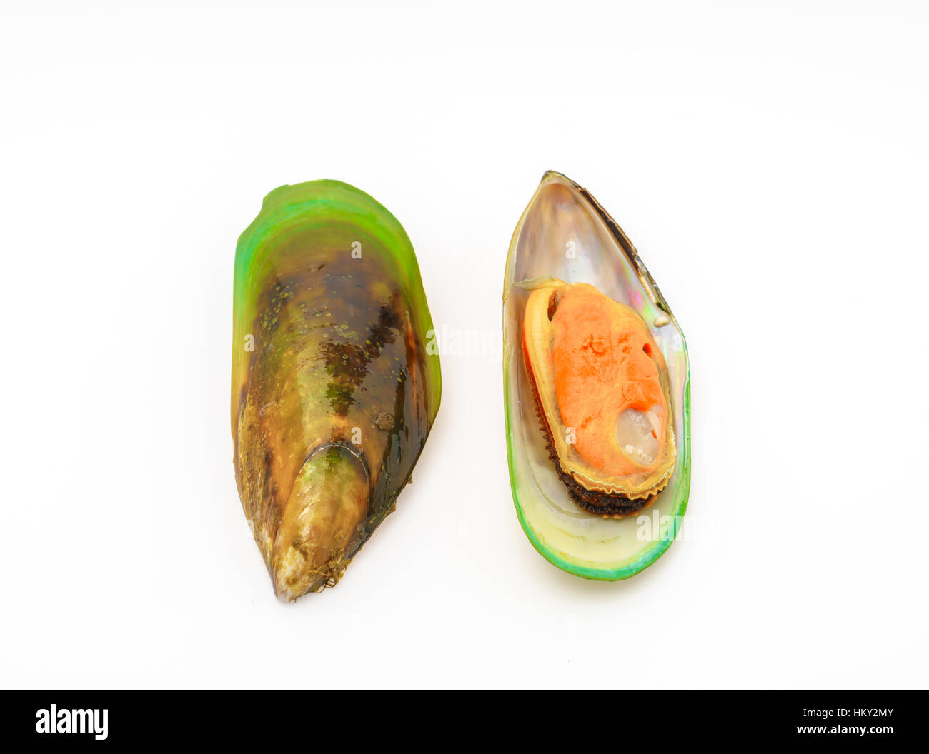 Fresh mussel on white background Stock Photo - Alamy