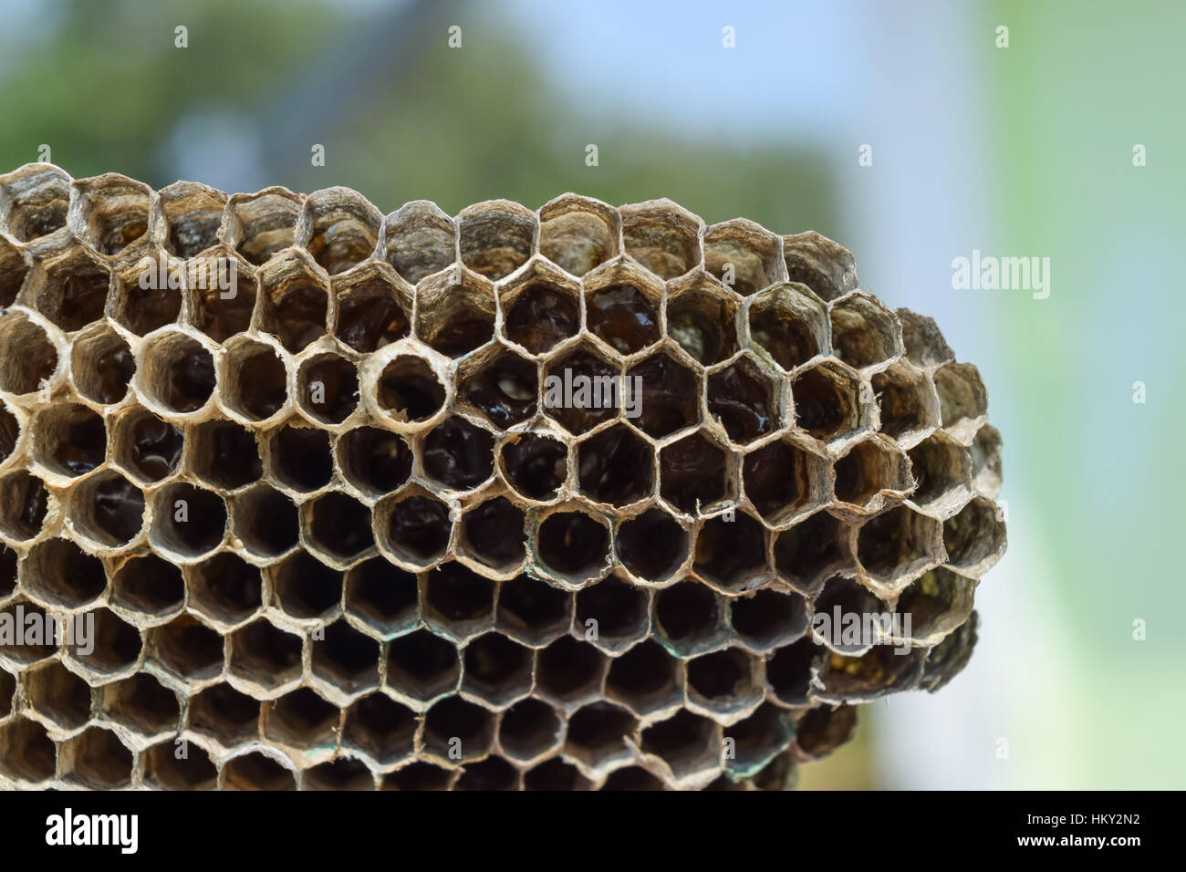 Wasp nest with honey. Wasp honey Stock Photo - Alamy
