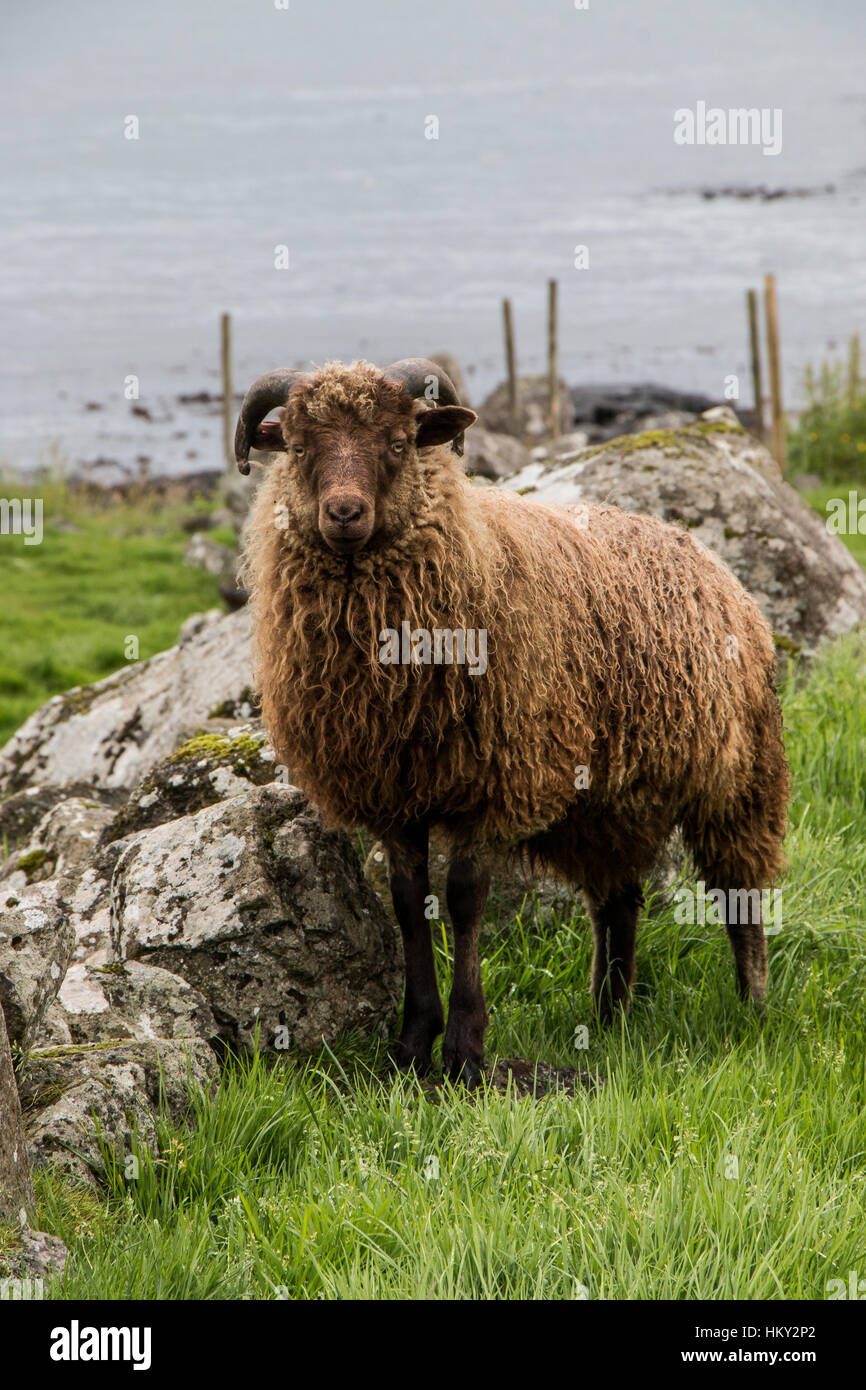 Sheep, Faroe Islands Stock Photo - Alamy