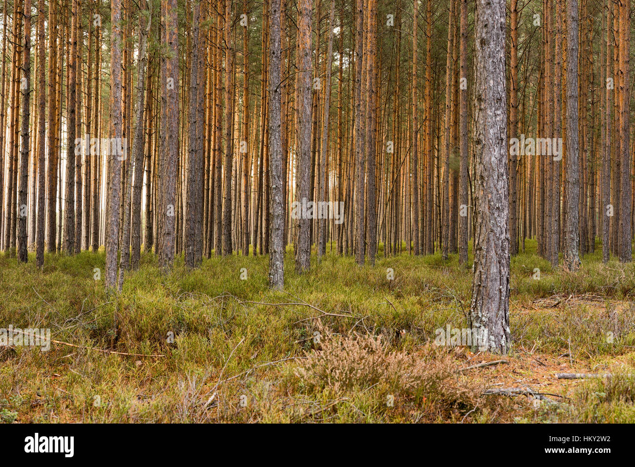 Grumous hi-res stock photography and images - Alamy