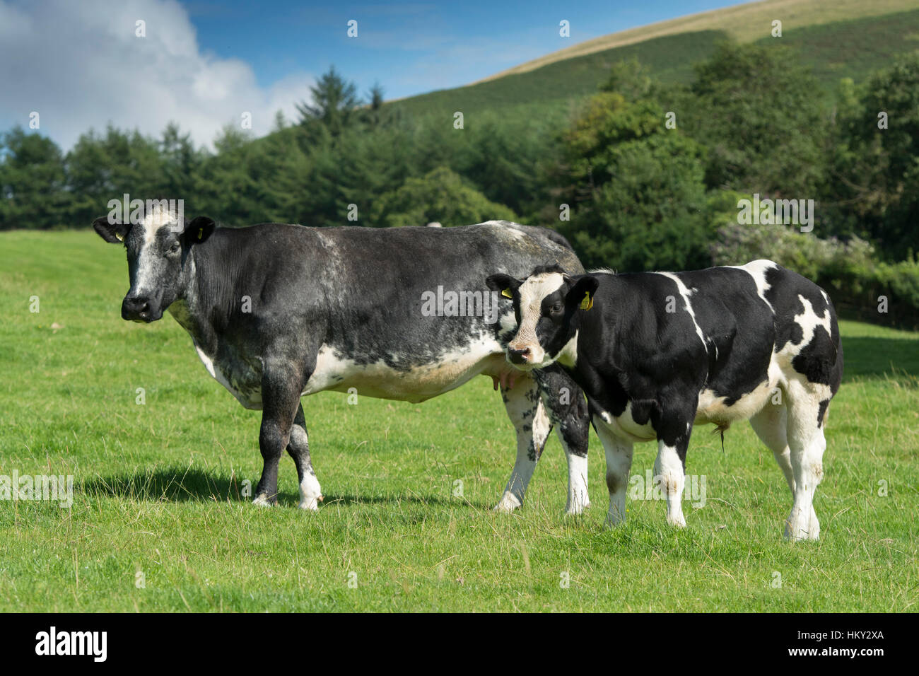 British Blue cow and calf in upland pasture, Cumbria, UK Stock Photo ...
