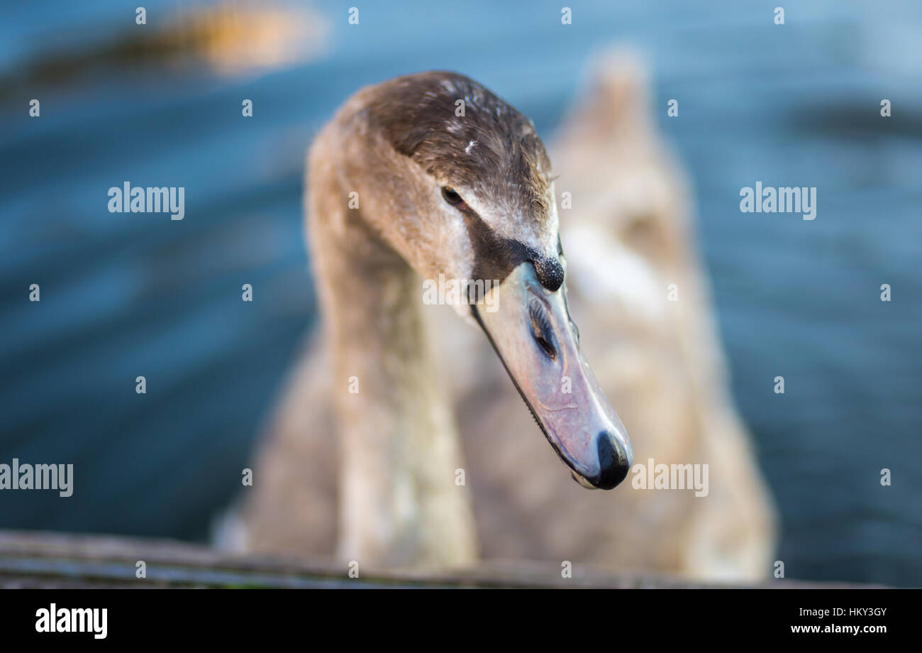 I'm seeing you Stock Photo - Alamy