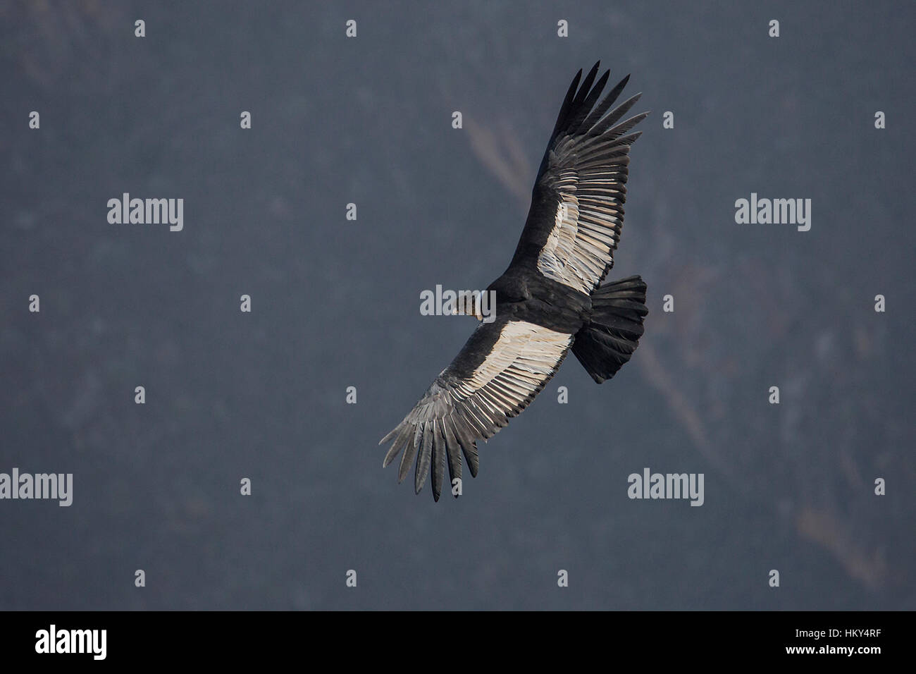 Condor in flight Stock Photo - Alamy