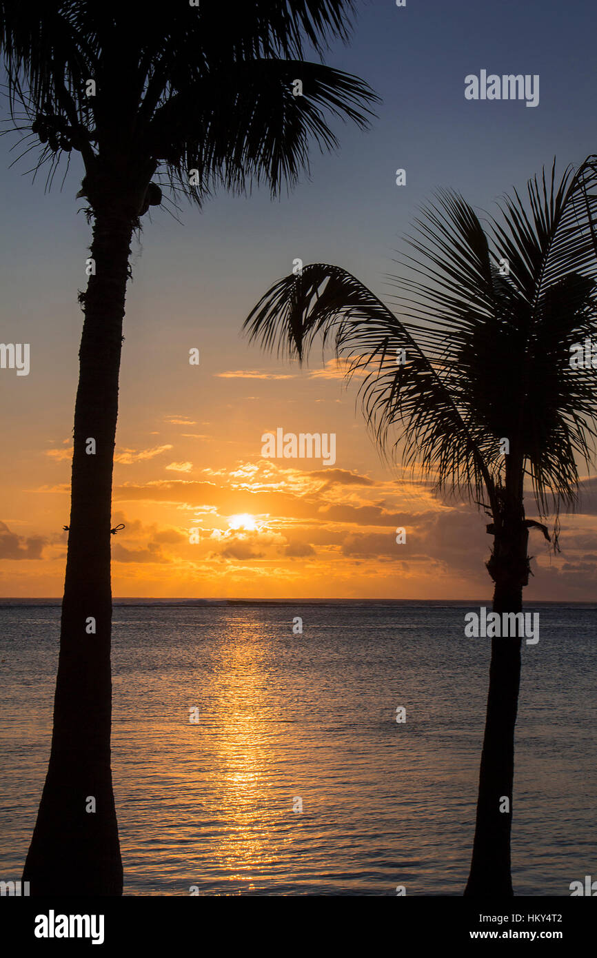 Palm tree silhouette at sunset Stock Photo - Alamy