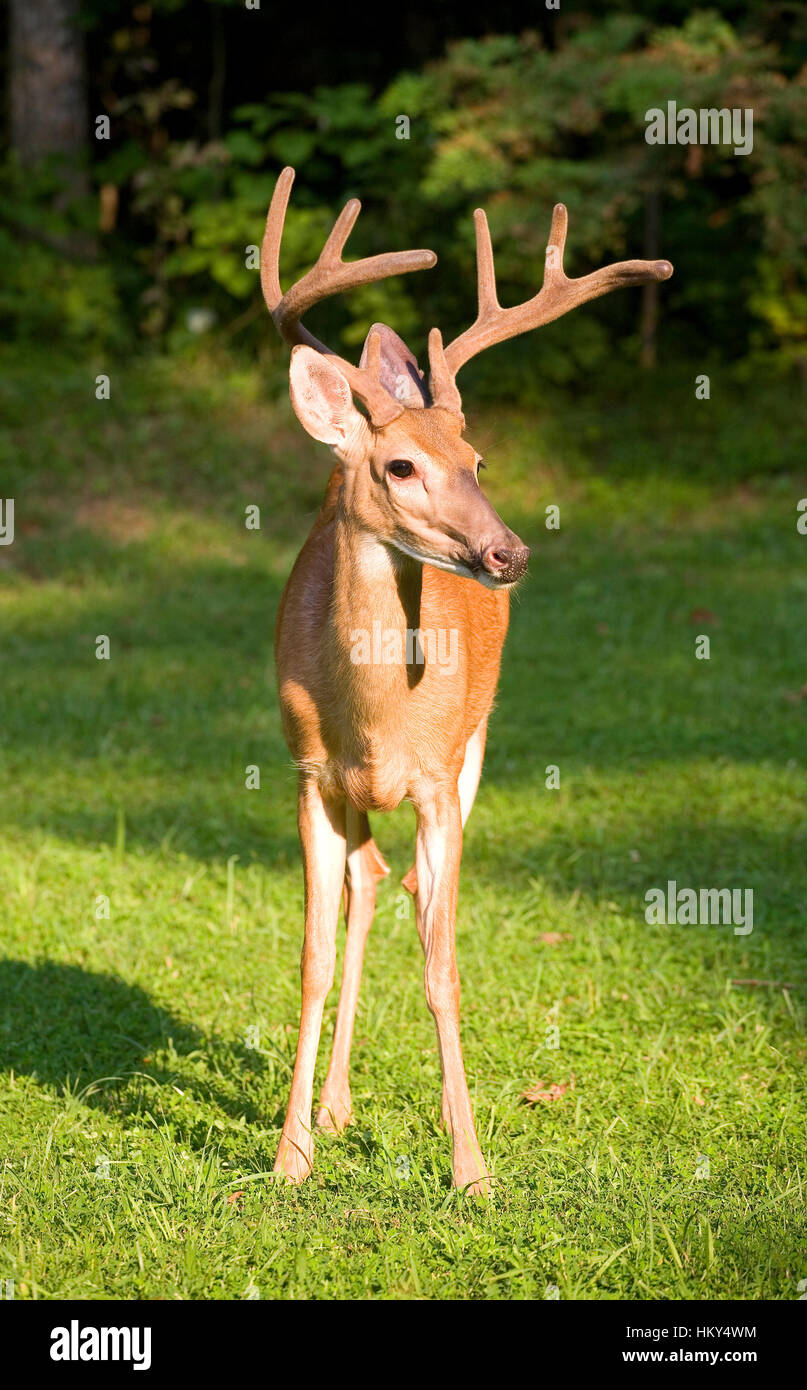 Whitetail deer with six points on its antlers which are still in velvet ...
