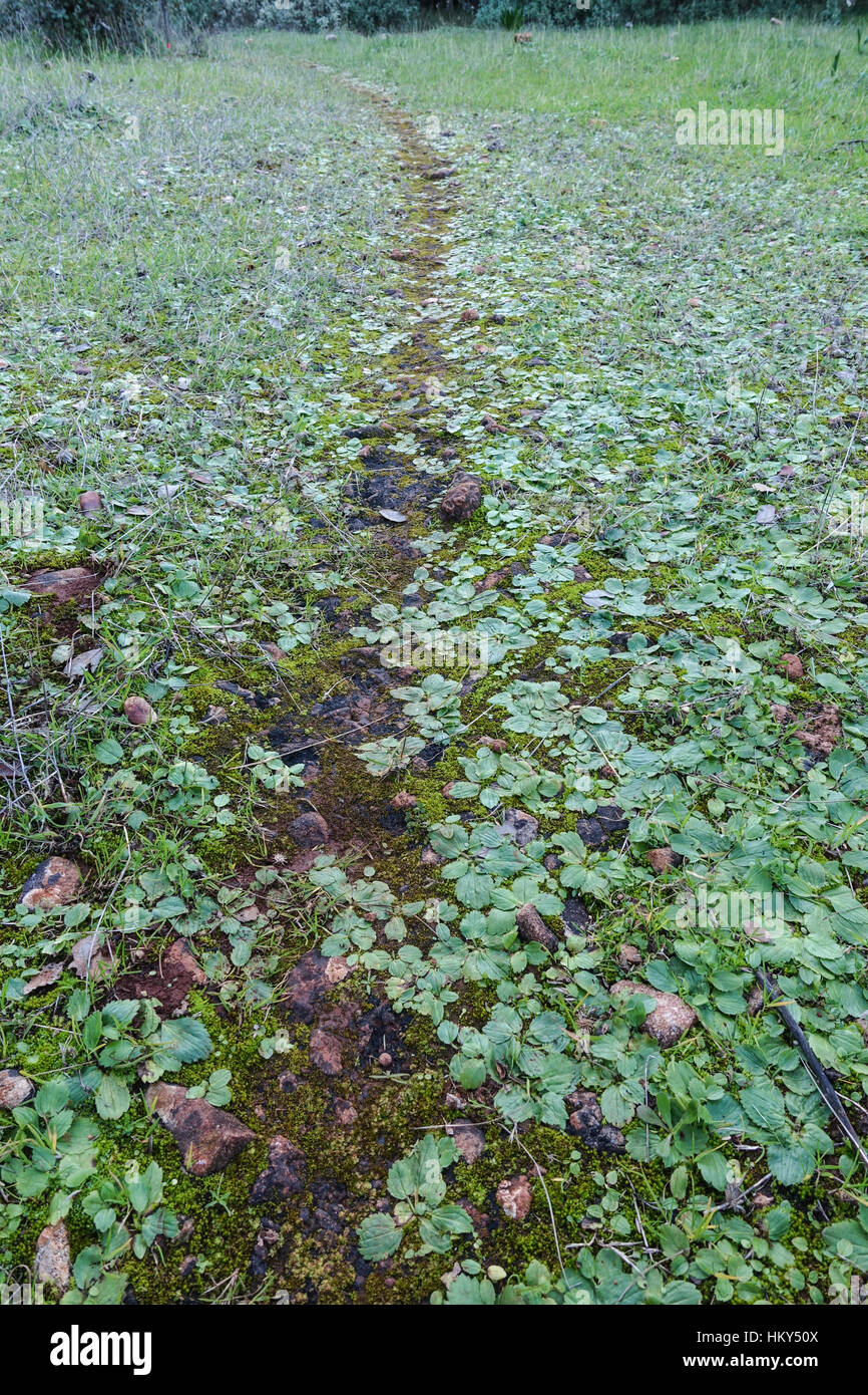 Walking path, worn footpath, through field with ground covering ...