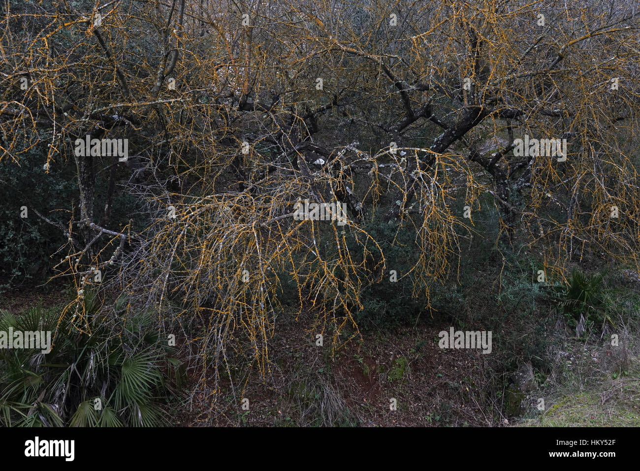 Common orange lichen (Xanthoria parietina), Lichen on twigs, covering ...