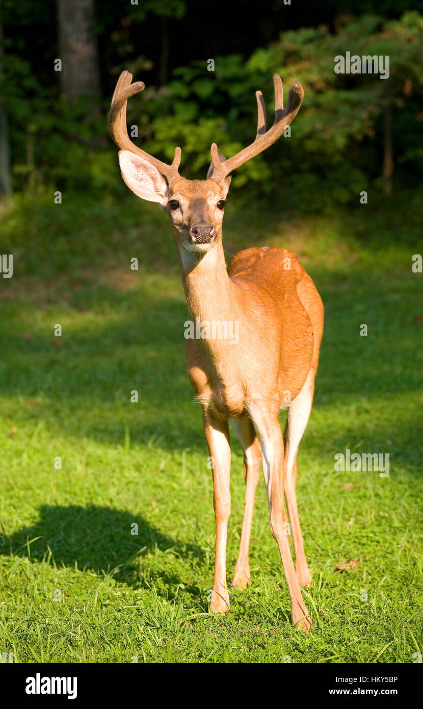 Six Point Buck High Resolution Stock Photography and Images - Alamy