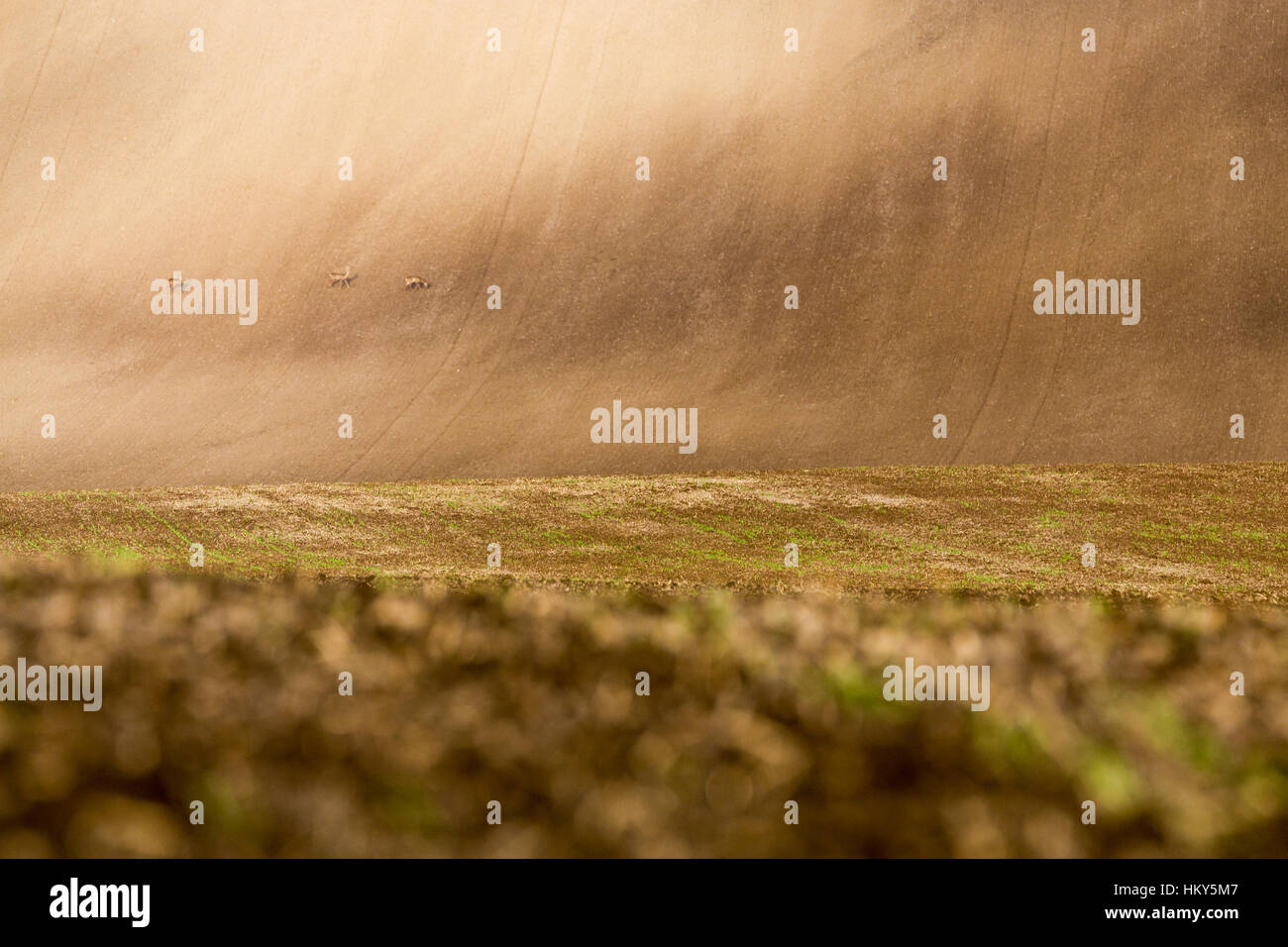 Wavy brown fields, Moravia, Czech Republic. Deer on the field Stock ...