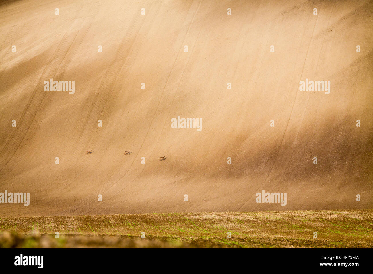 Wavy brown fields, Moravia, Czech Republic. Deer on the field Stock ...