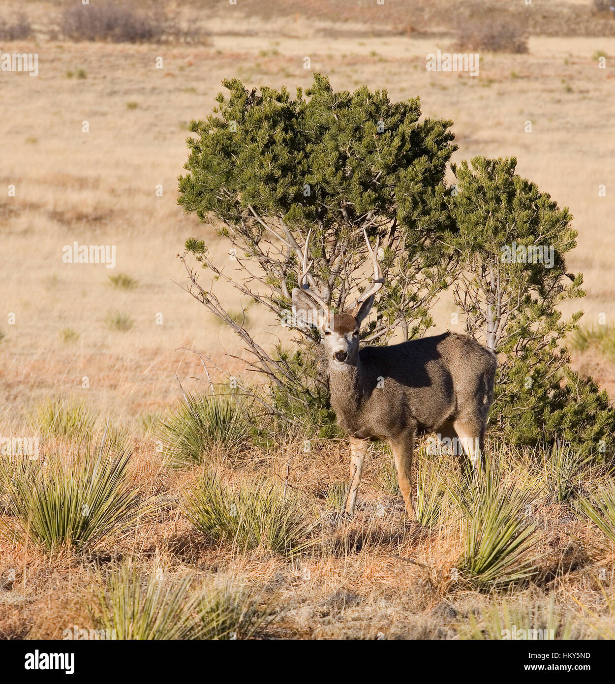 Mule deer with antlers in front of a small tree Stock Photo - Alamy