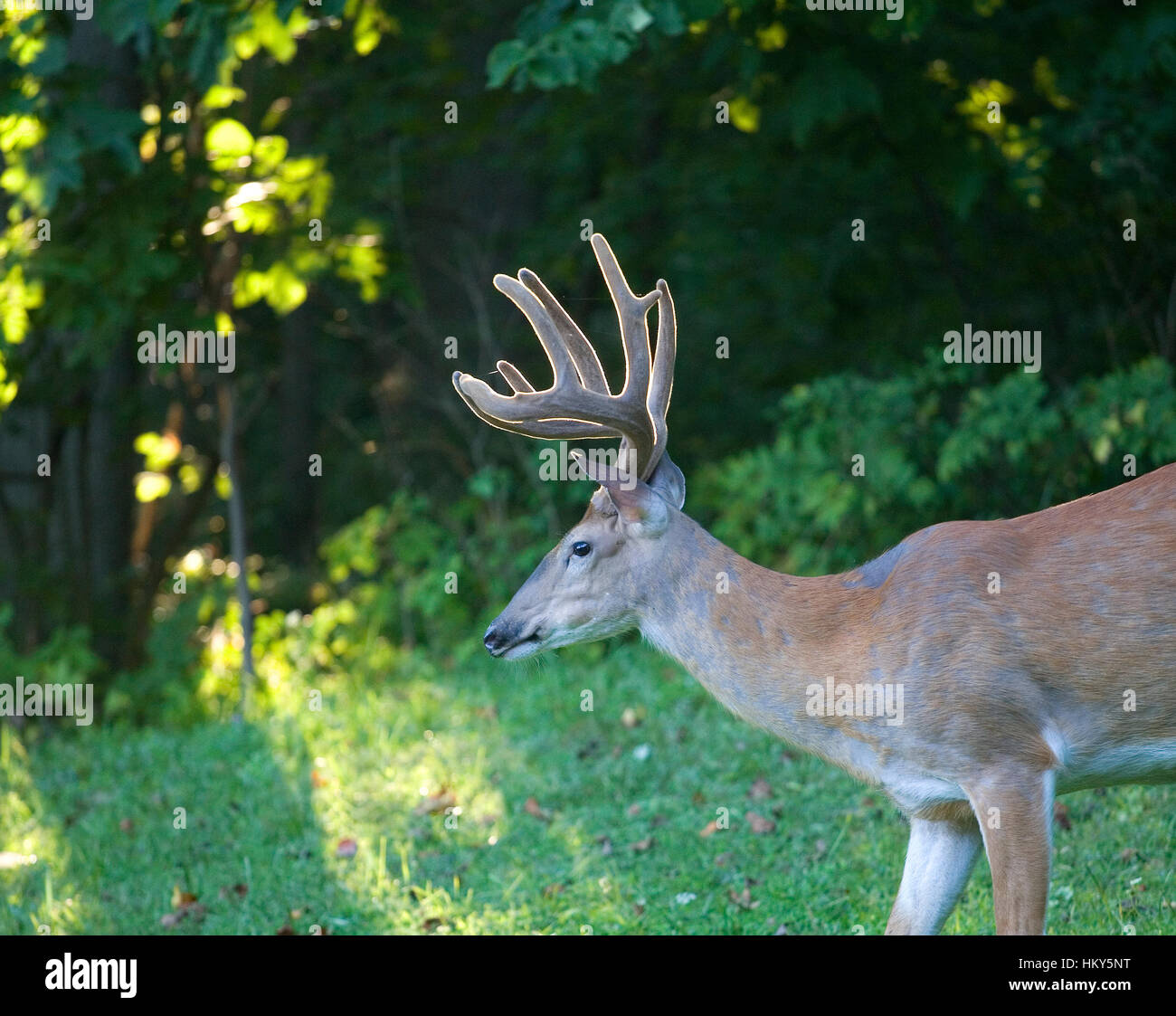 Backlit whitetail deer hi-res stock photography and images - Alamy