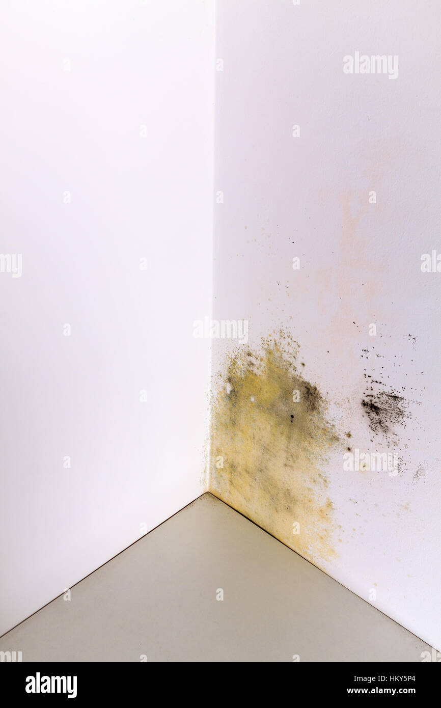 Moisture house hi-res stock photography and images - Alamy