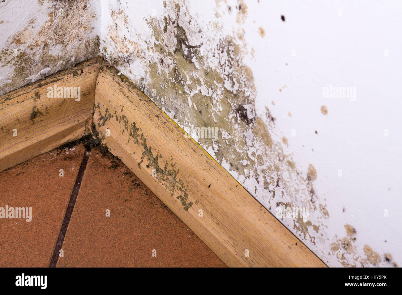 Mould house hi-res stock photography and images - Alamy