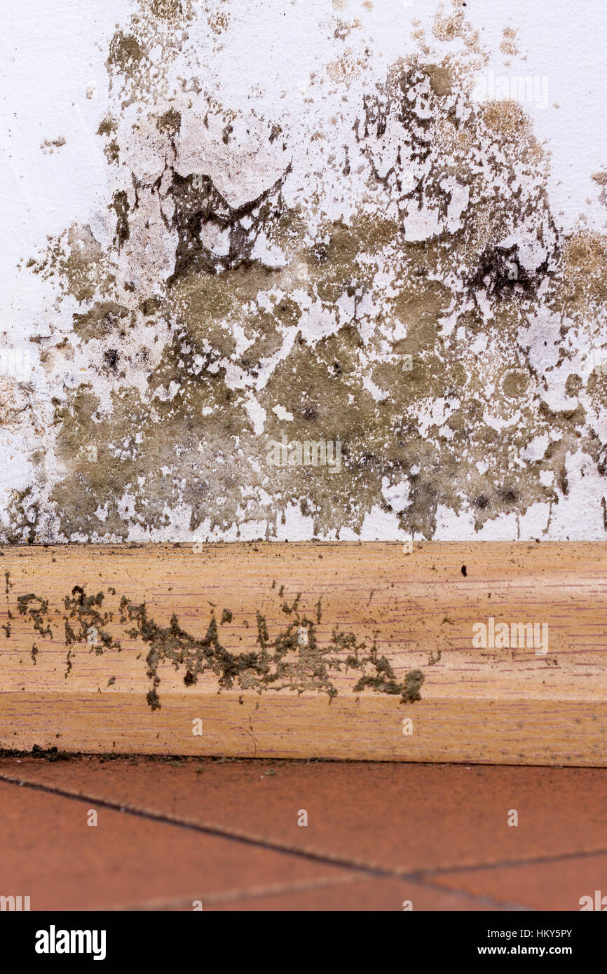 Mold buildup hi-res stock photography and images - Alamy