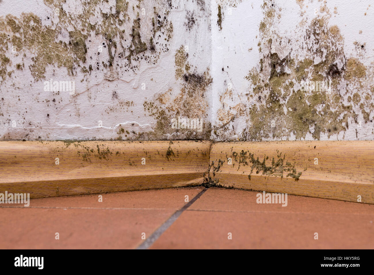 Mold buildup hi-res stock photography and images - Alamy