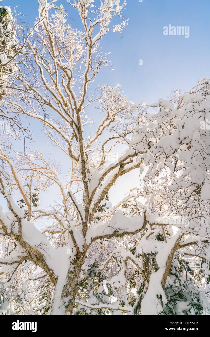 Winter trees covered with snow Stock Photo - Alamy
