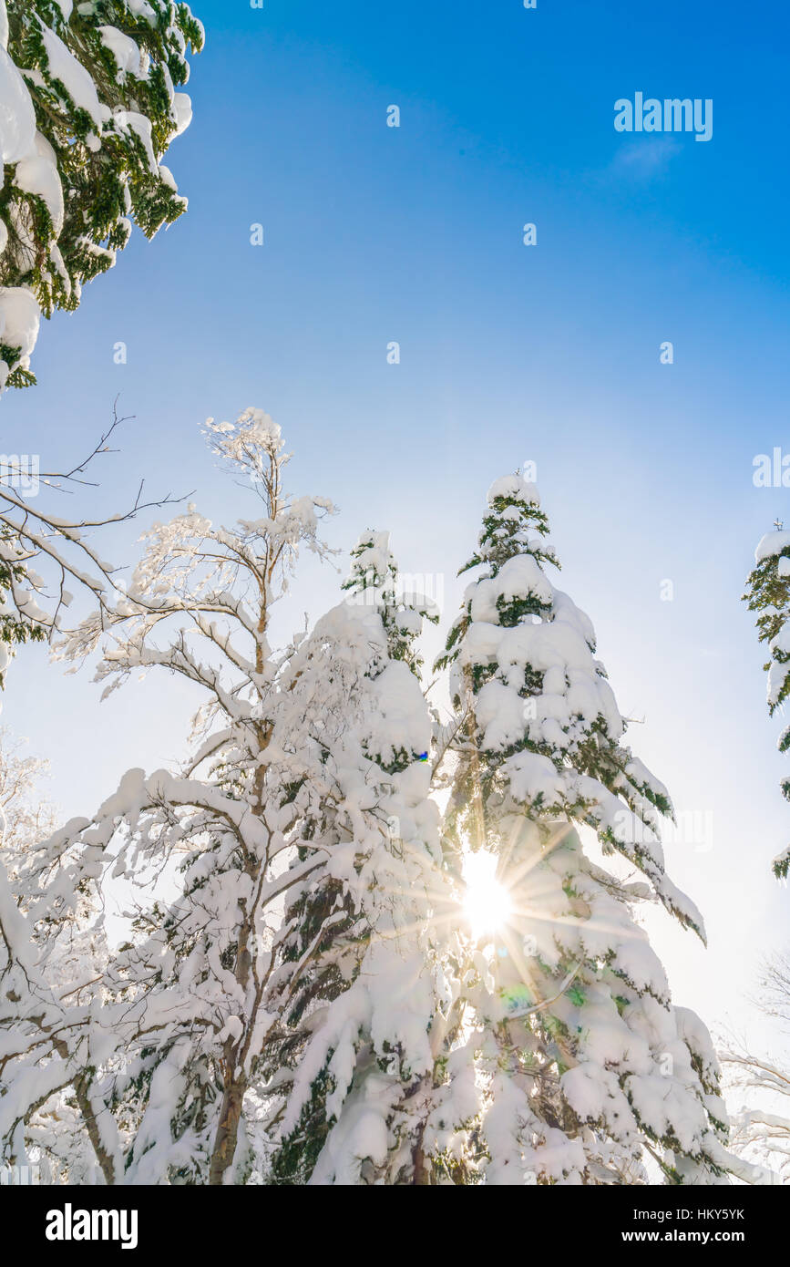 Winter trees covered with snow Stock Photo - Alamy