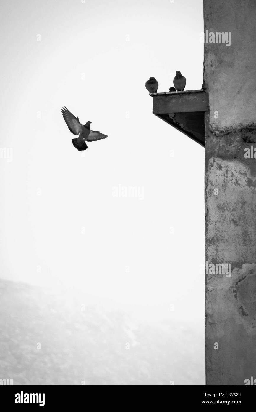 I was in my room when suddenly i saw this bird flying to this building ...