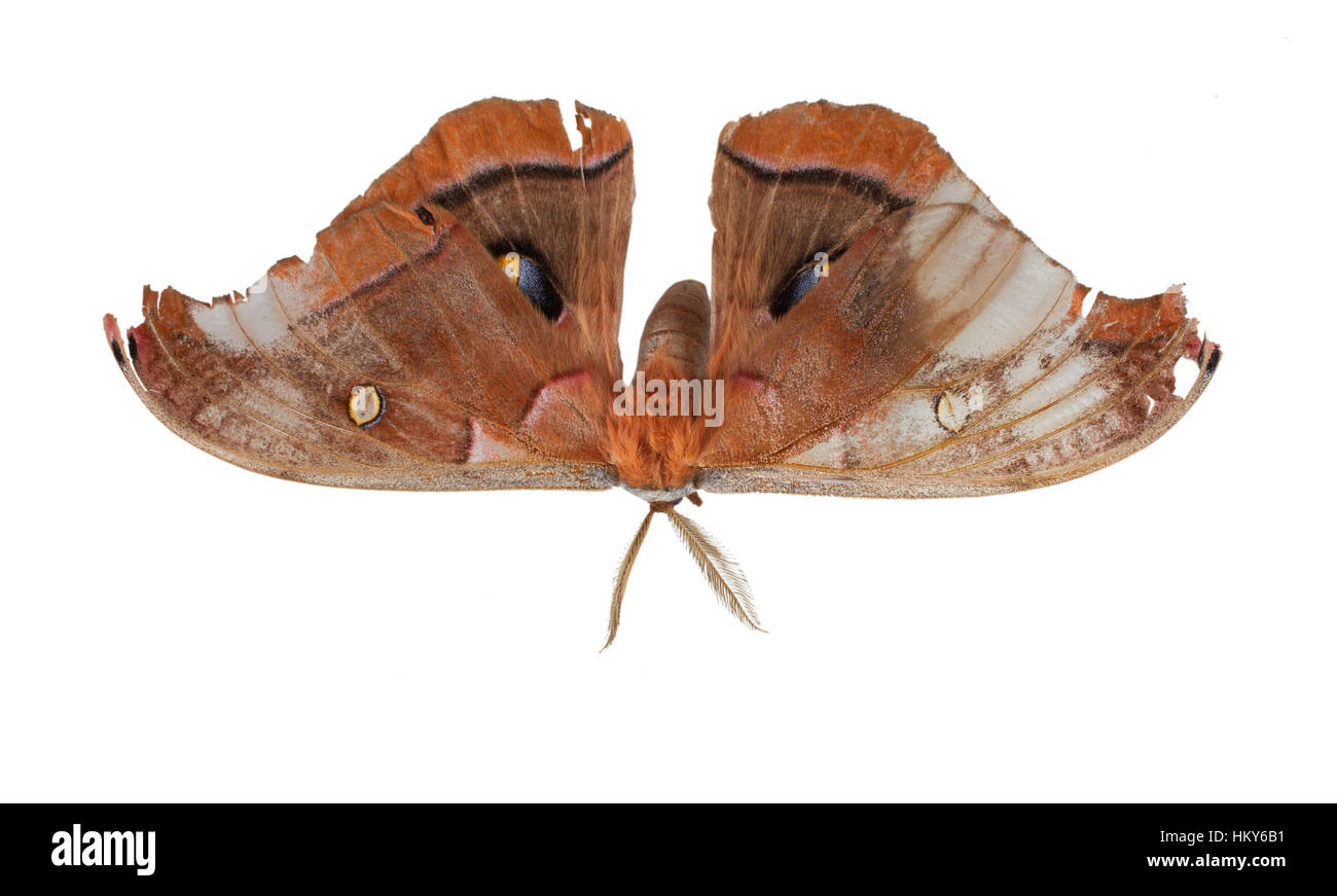 Colorful moth with huge wings isolated on white Stock Photo - Alamy