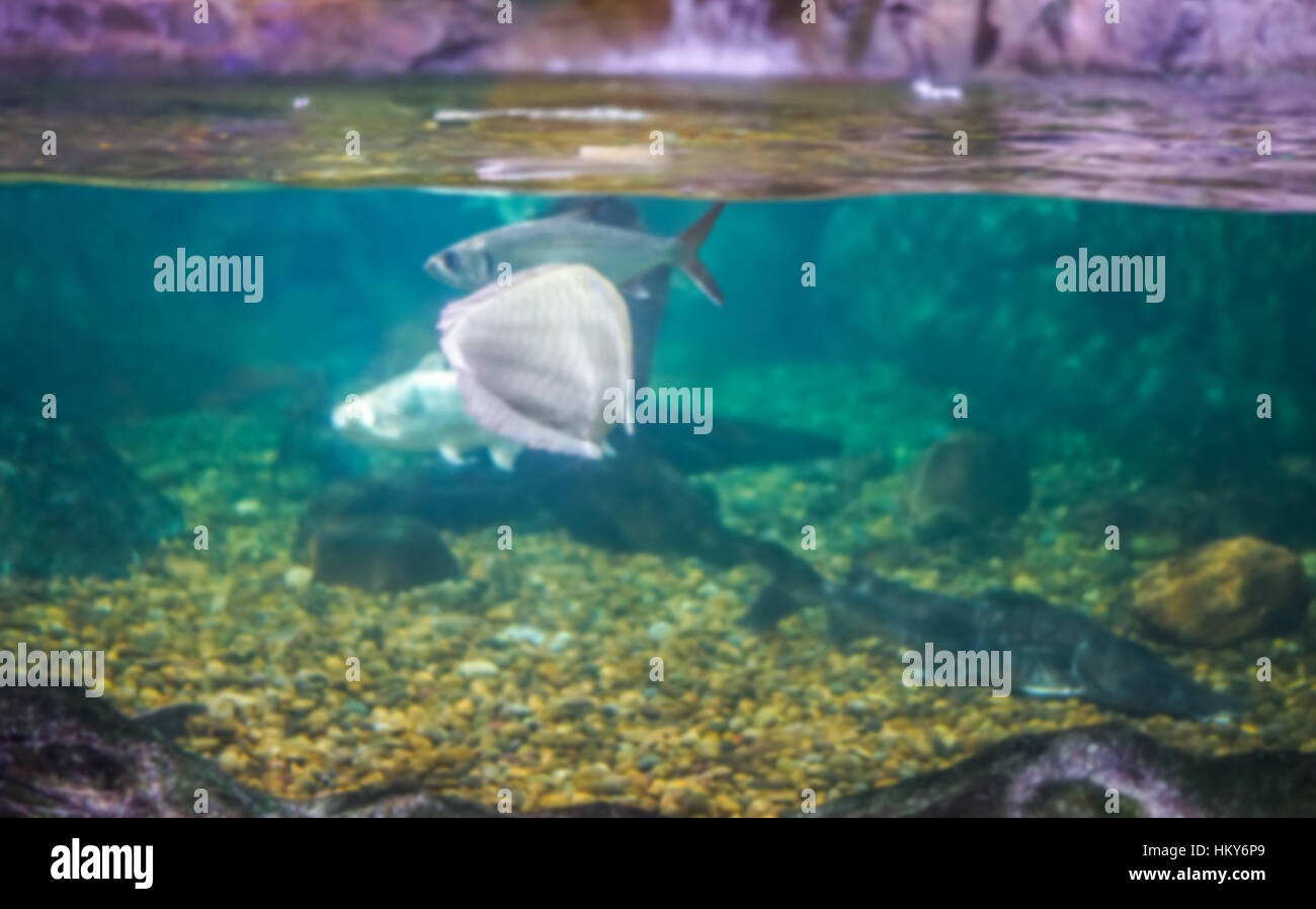 Abstract blur of Fishes in green water Stock Photo - Alamy