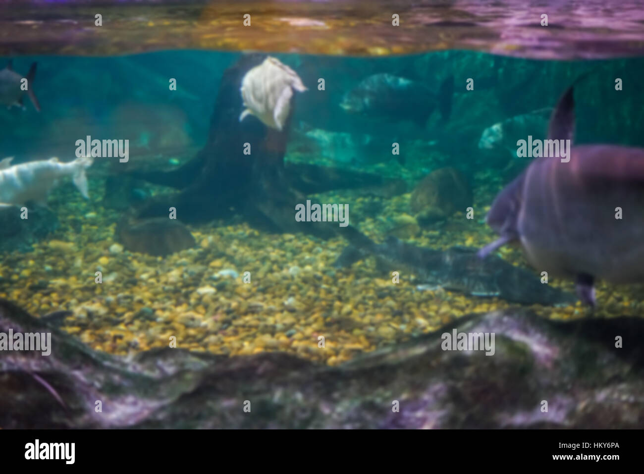 Abstract blur of Fishes in green water Stock Photo - Alamy