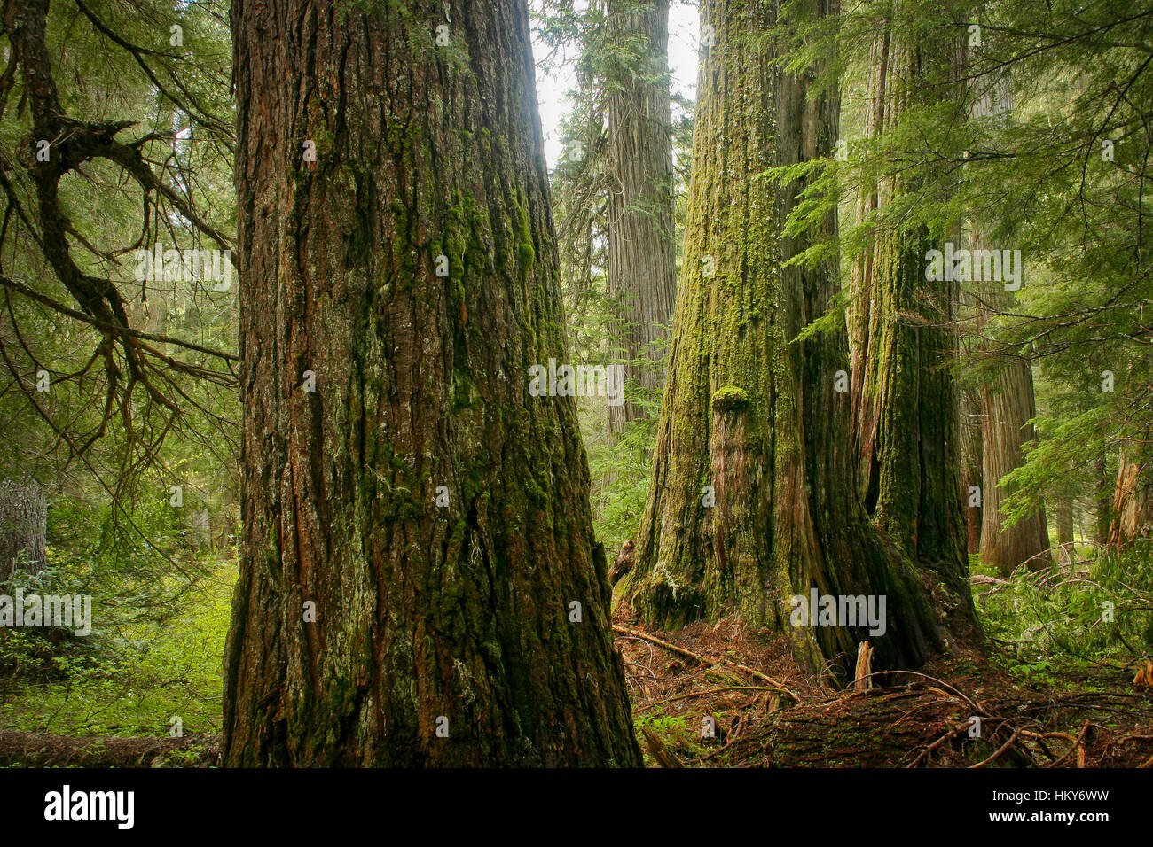 Roosevelt Grove of Ancient Cedars old growth forest in eastern ...