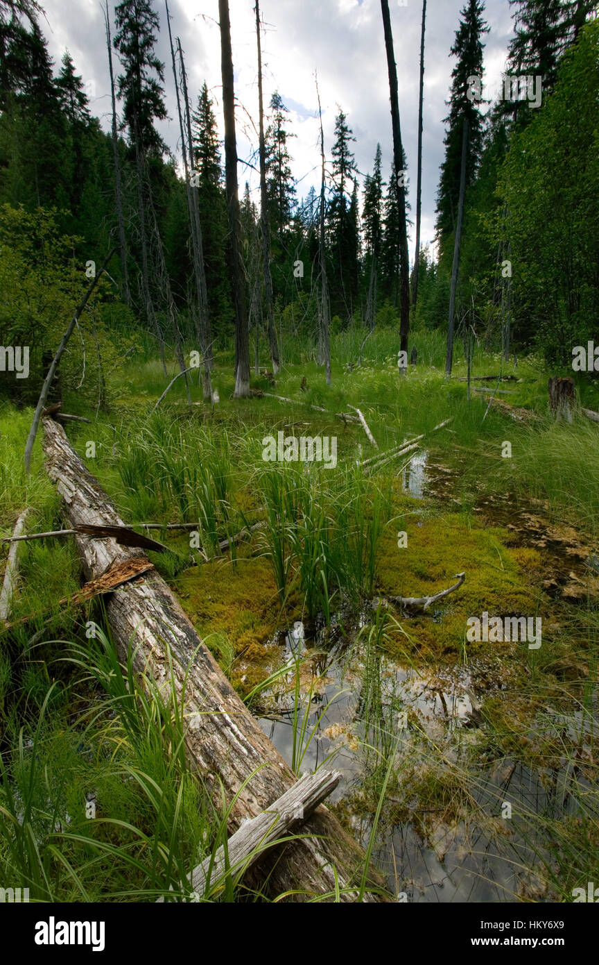 A wetland bog in the Selkirk Mountains, Colville National Forest ...