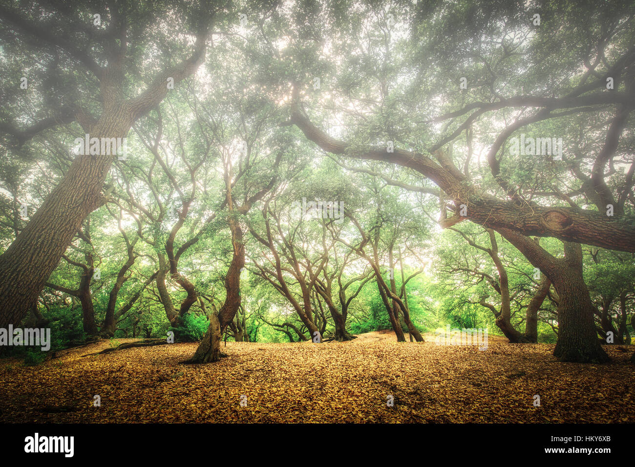 Monkey bottom hi-res stock photography and images - Alamy