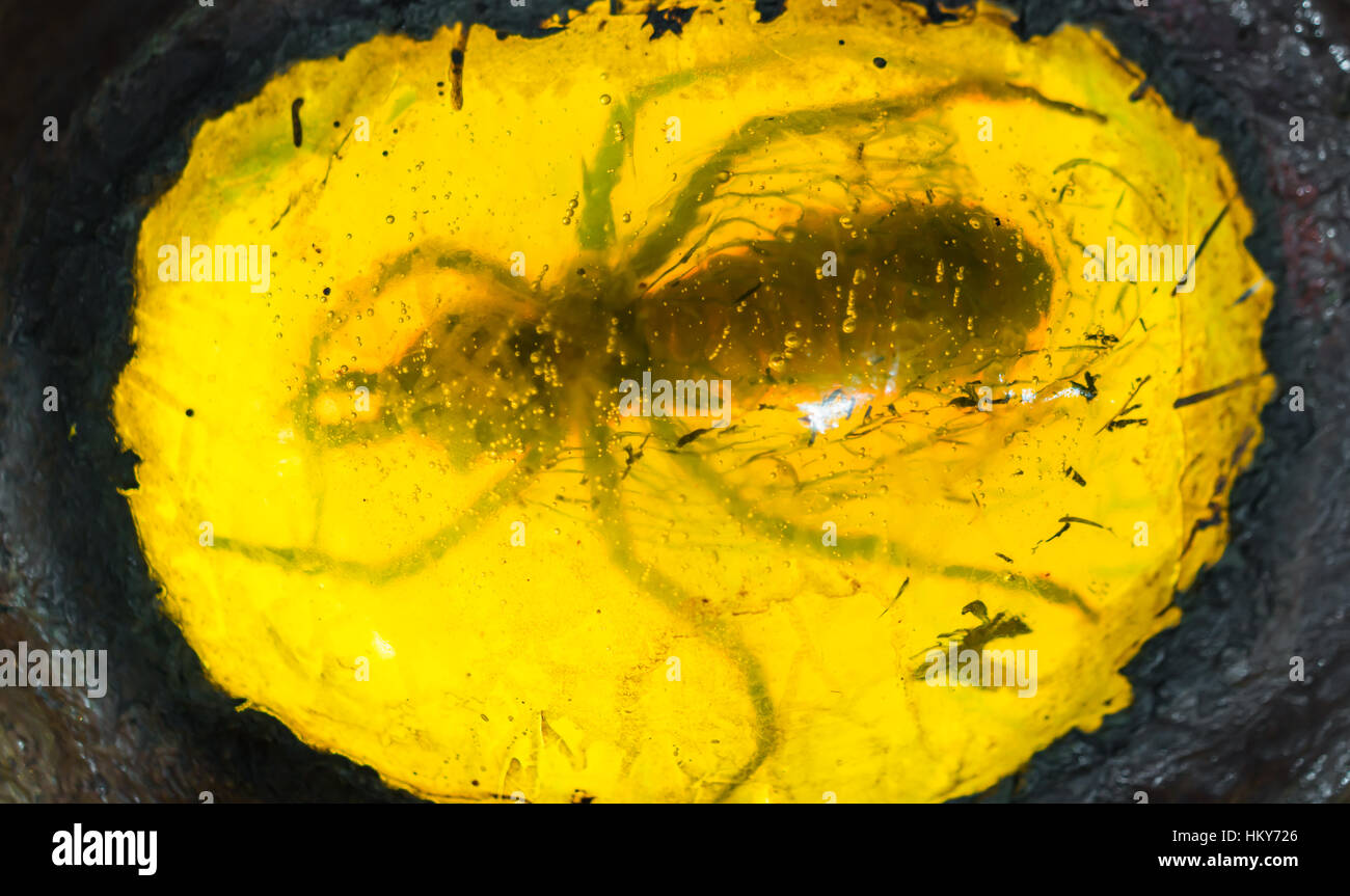 Fossilized baltic amber with insect inside Stock Photo - Alamy