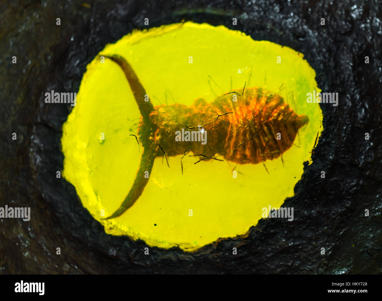 Fossilized baltic amber with insect inside Stock Photo - Alamy