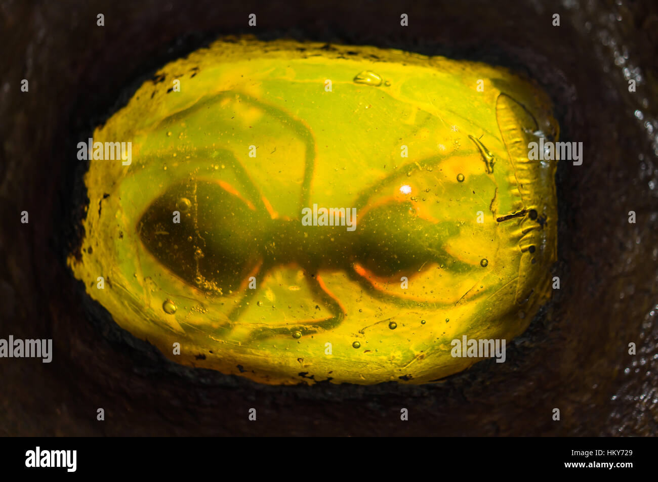 Fossilized baltic amber with insect inside Stock Photo - Alamy