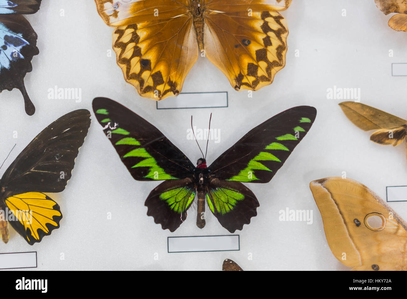 Beautiful Butterfly in the frame Stock Photo - Alamy